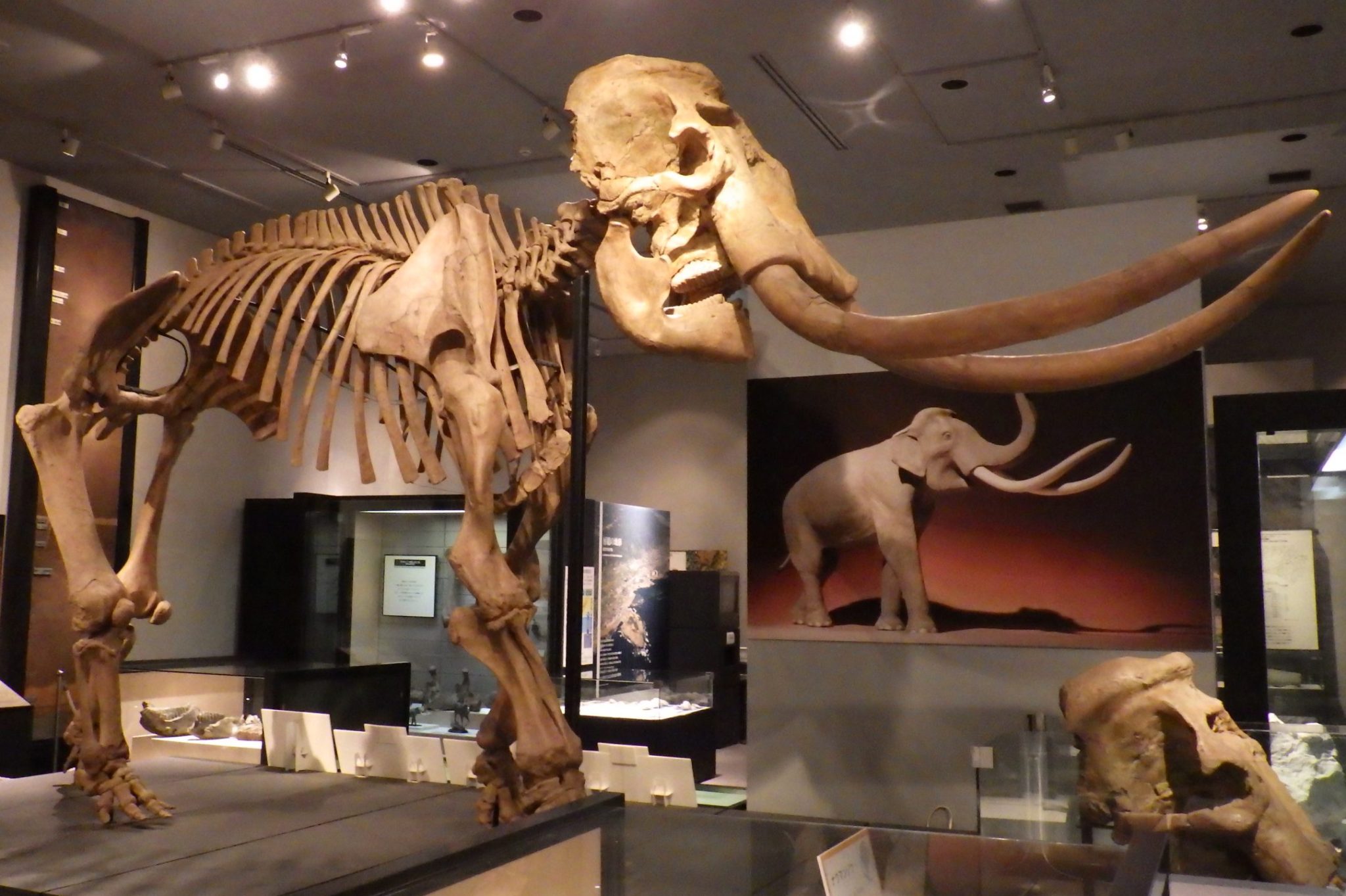 ICOM Japan | ICOM Japan